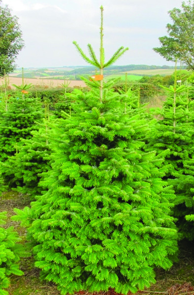 Wholesale Christmas Trees UK – Nordmann Fir, Fraser Fir & Norway Spruce