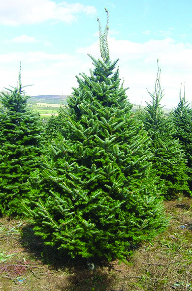Wholesale Christmas Trees UK – Nordmann Fir, Fraser Fir & Norway Spruce