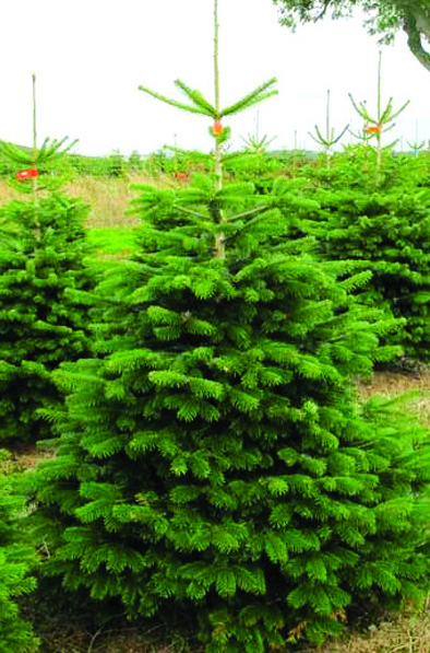 Wholesale Christmas Trees UK – Nordmann Fir, Fraser Fir & Norway Spruce